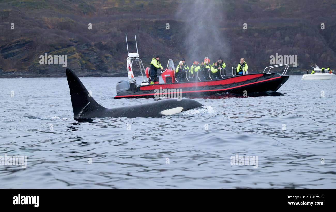 Orca Killer Whale Orcinus Orca Spotted At Whale Watching Outside Skjervøy Tromsø Norway