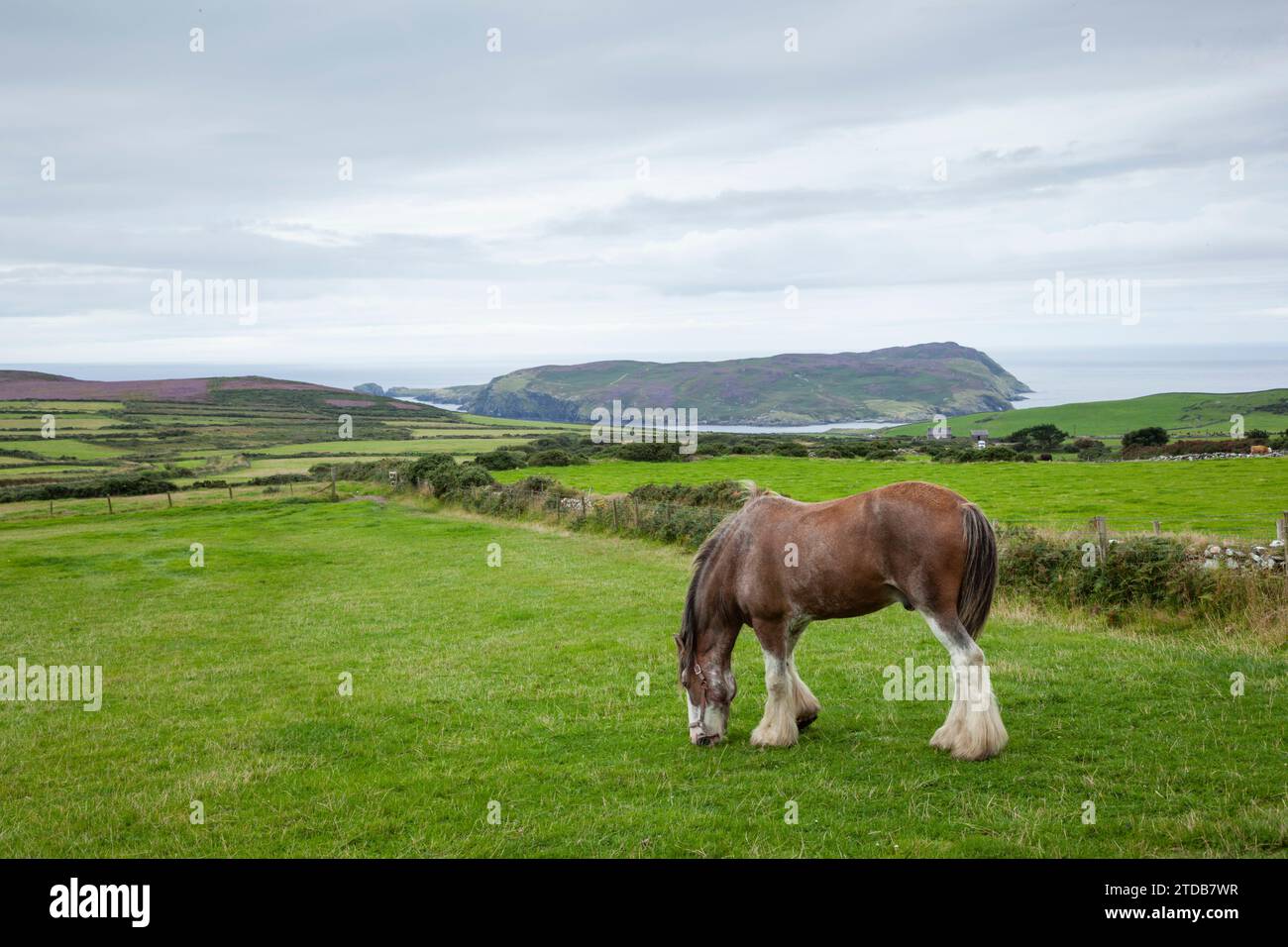 Horse grazing in fields with the Calf of Man in the distance. Cregneash ...