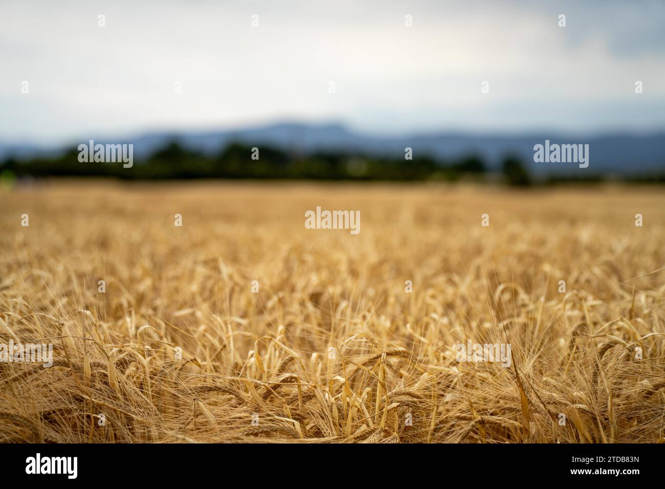wheat grain crop in a field in a farm growing in rows. growing a crop ...
