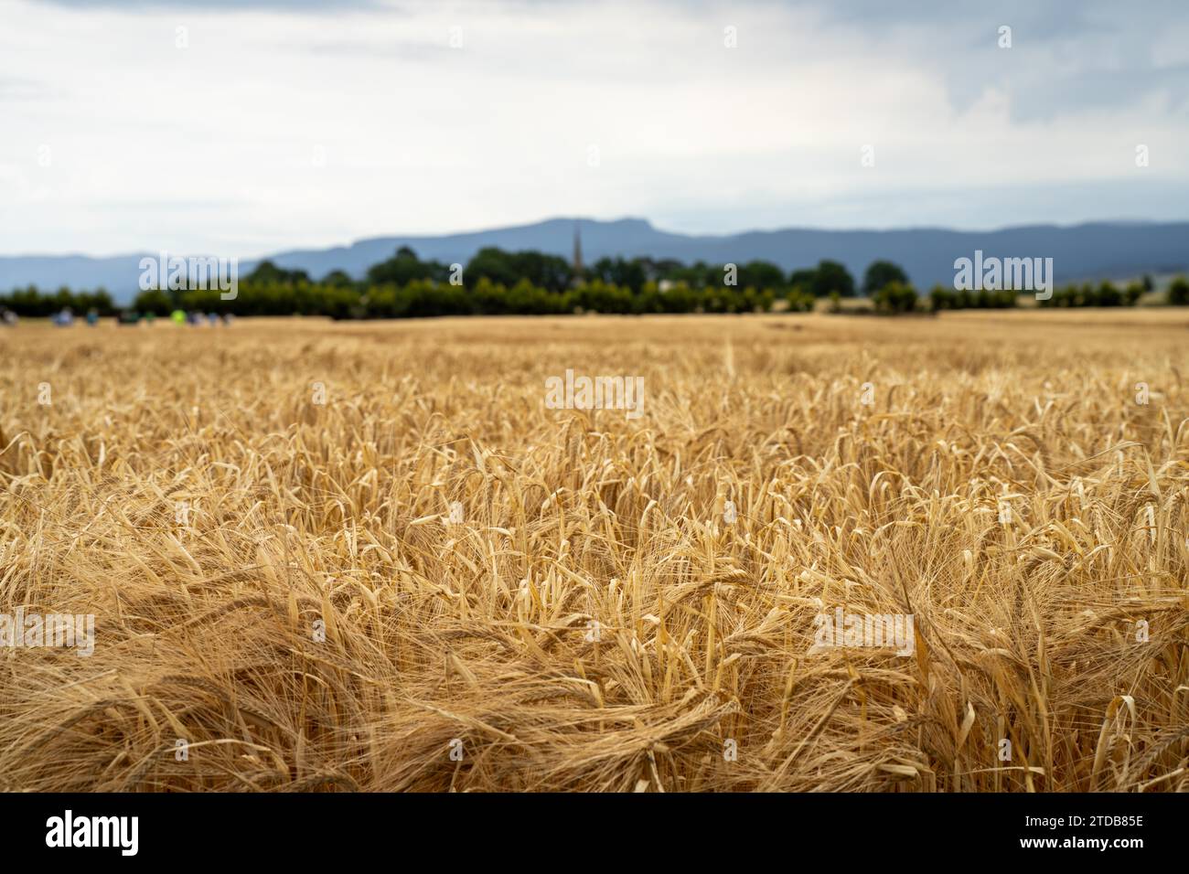 Crop rows of wheat and barley plants showing Agriculture growth and ...