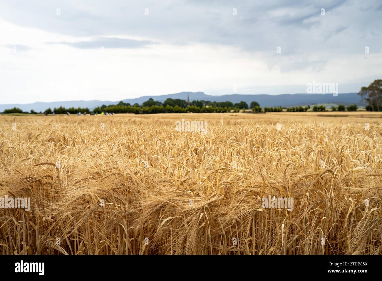 beautiful farming landscape of wheat fields and crops growing Stock ...