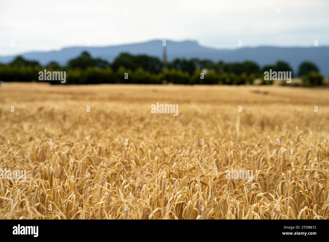 wheat grain crop in a field in a farm growing in rows. growing a crop ...