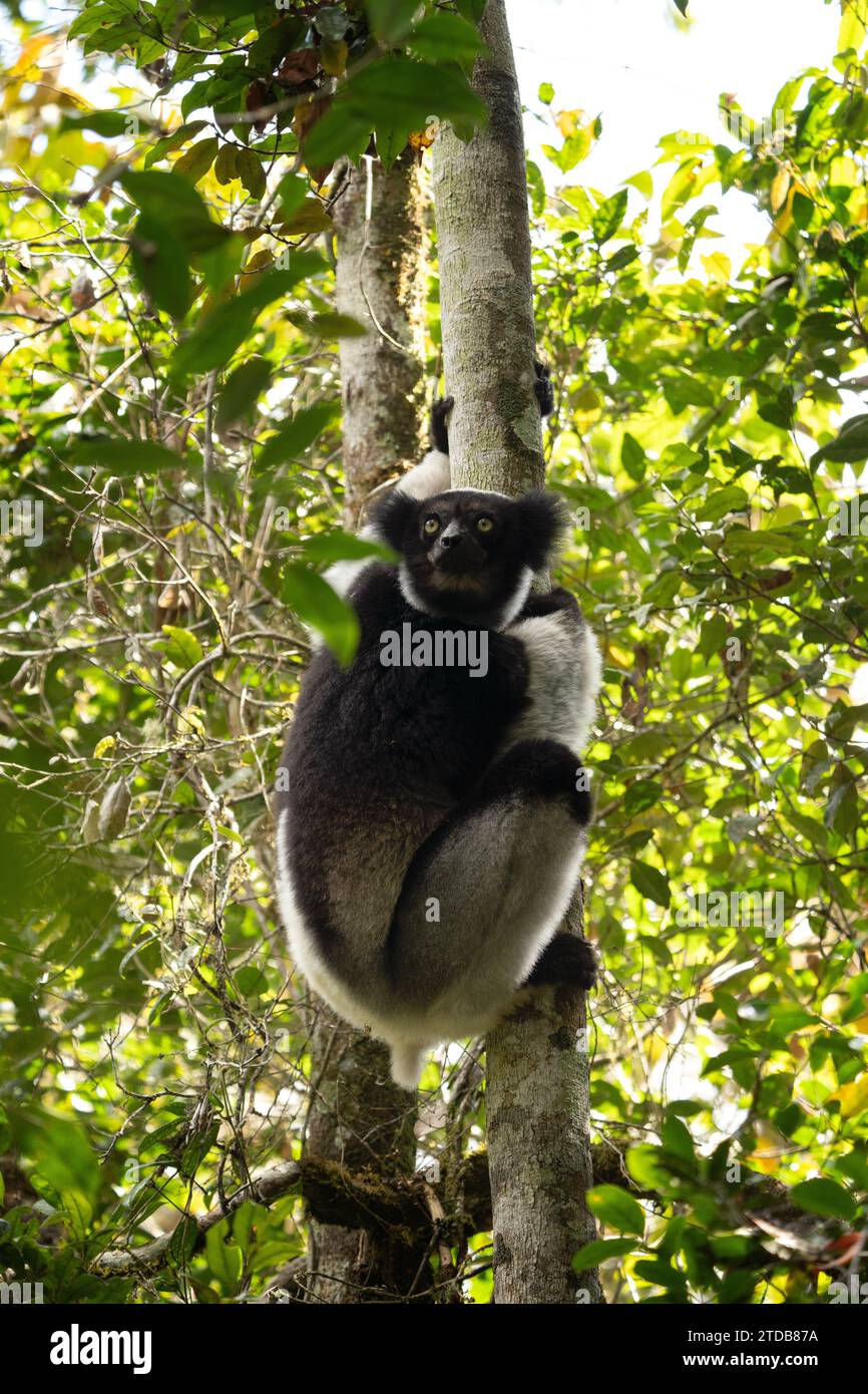 Indri on the tree in Madagascar island. The biggest lemur on Madagascar ...