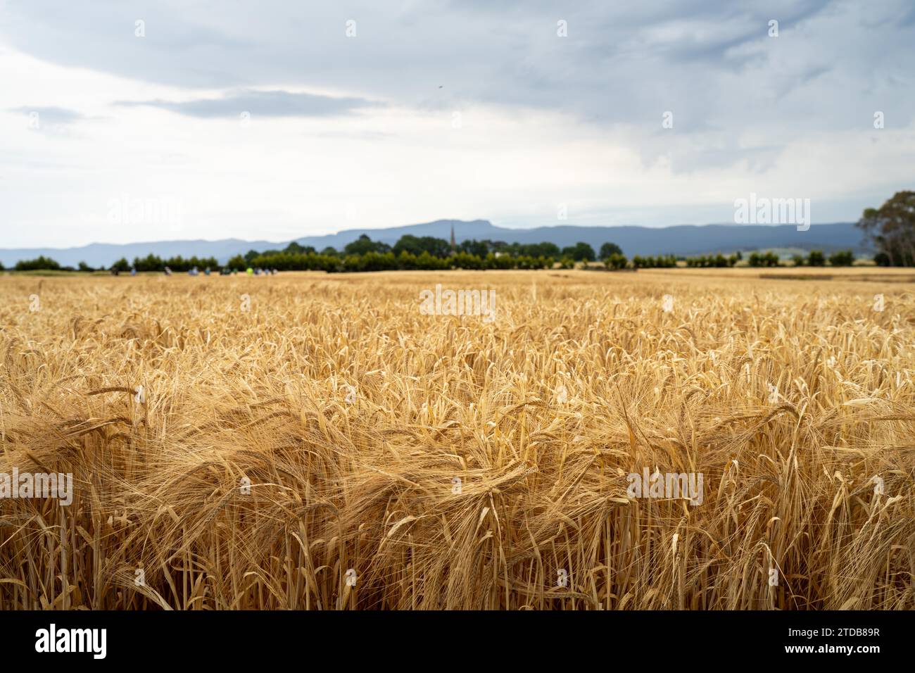 wheat grain crop in a field in a farm growing in rows. growing a crop ...