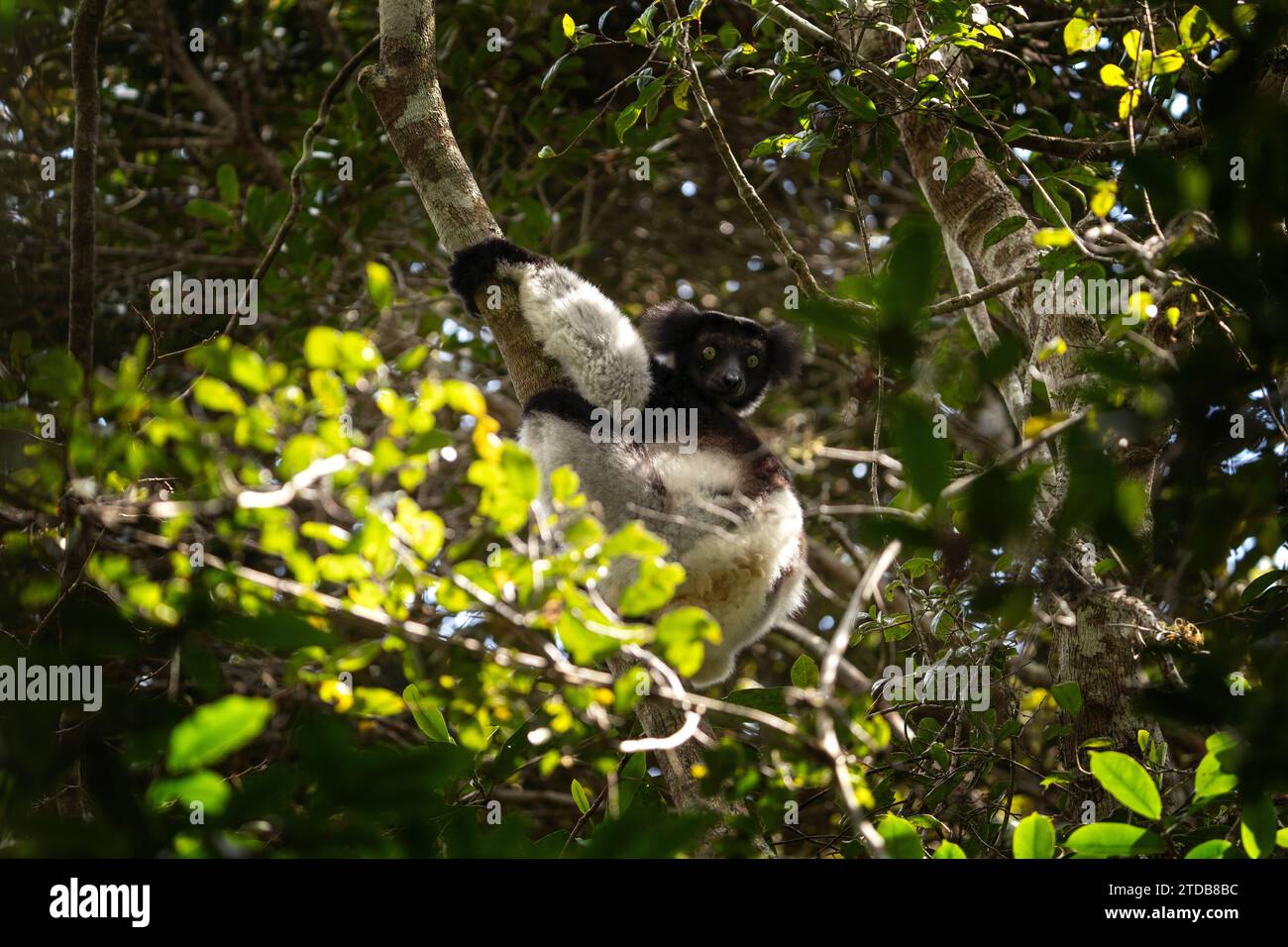 Indri on the tree in Madagascar island. The biggest lemur on Madagascar ...