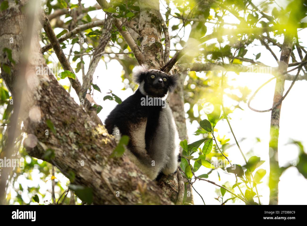 Indri on the tree in Madagascar island. The biggest lemur on Madagascar ...