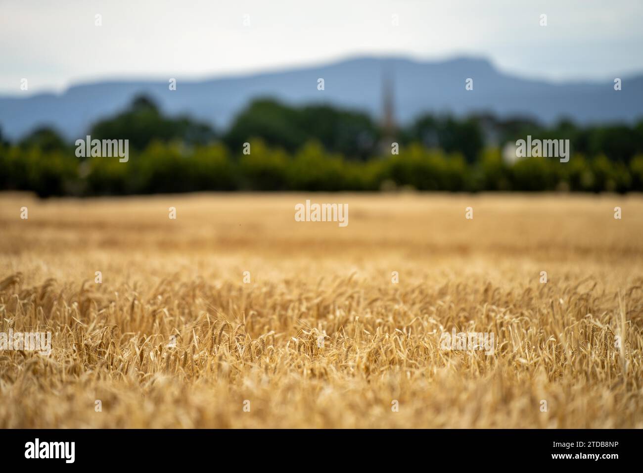 wheat grain crop in a field in a farm growing in rows. growing a crop ...