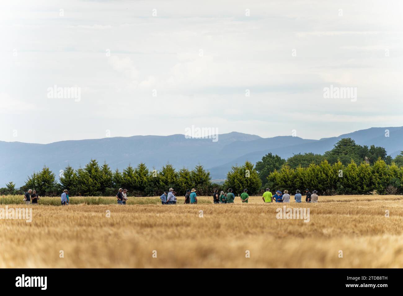 group of farmers in a field learning about wheat and barley crops from ...
