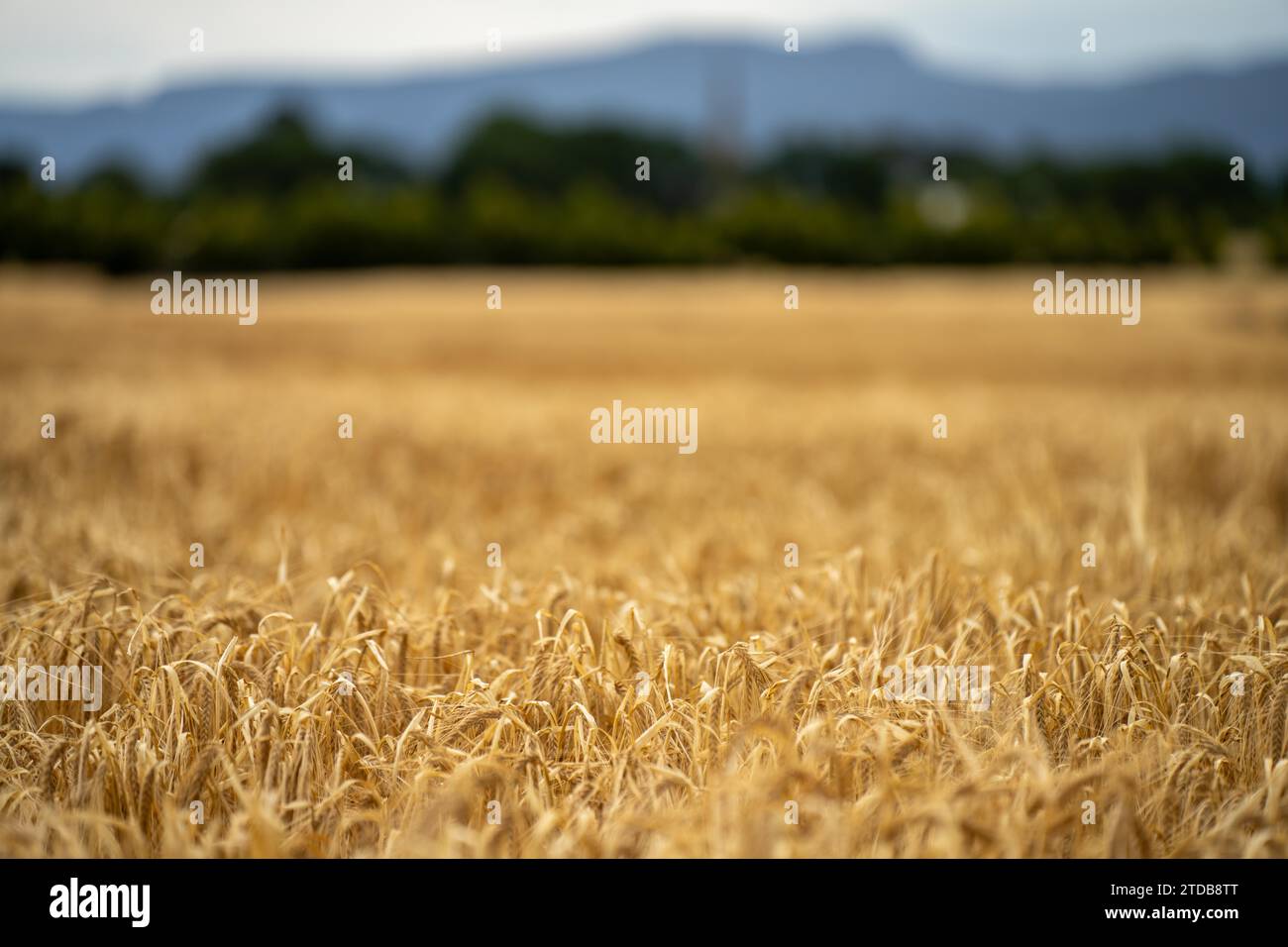 beautiful farming landscape of wheat fields and crops growing Stock ...