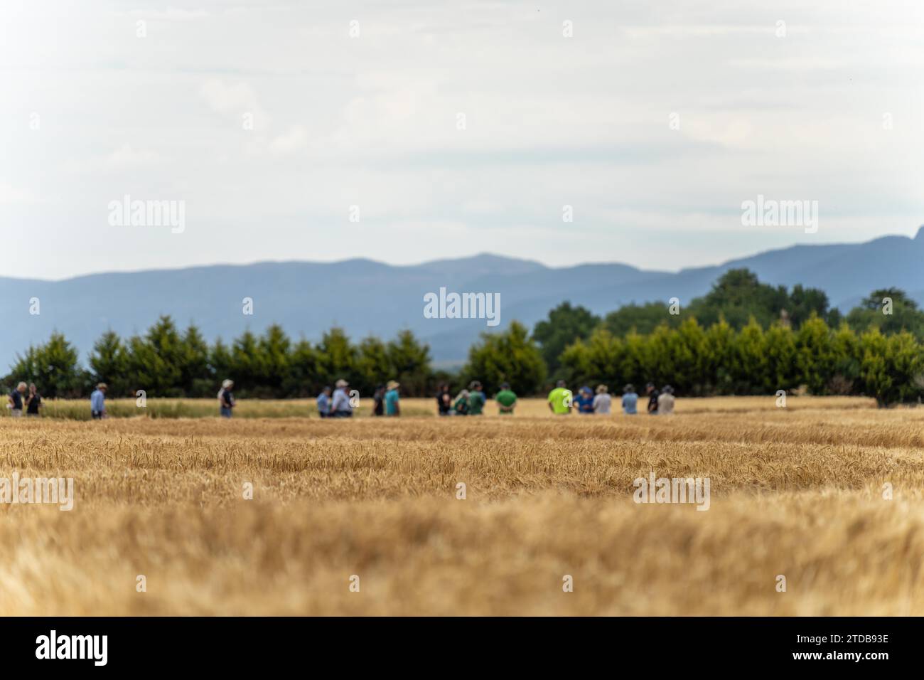 group of farmers doing a crop walk learning about crop health and ...