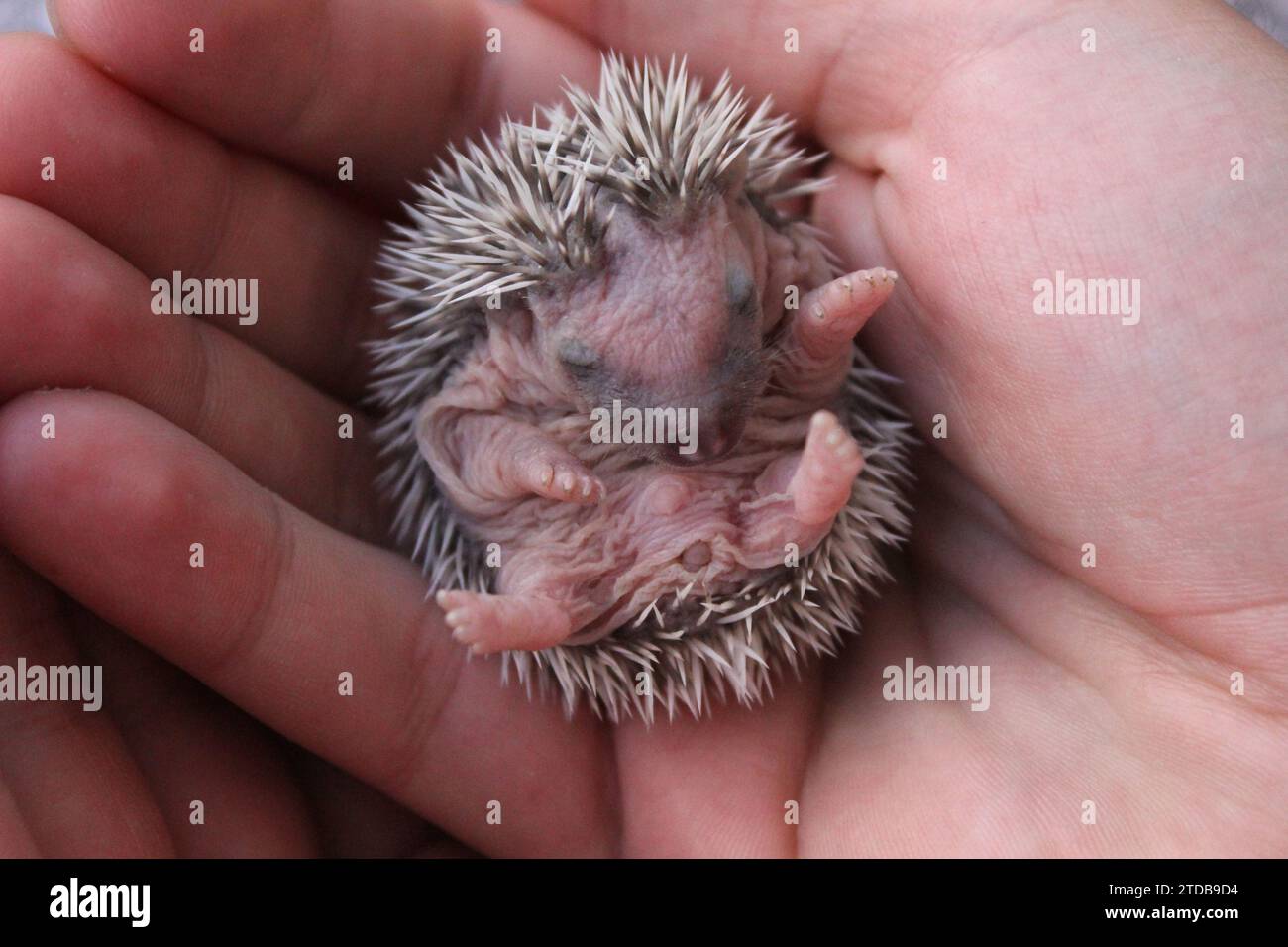 A shot of a baby four-toed hedgehog laying on its back in the palms of ...