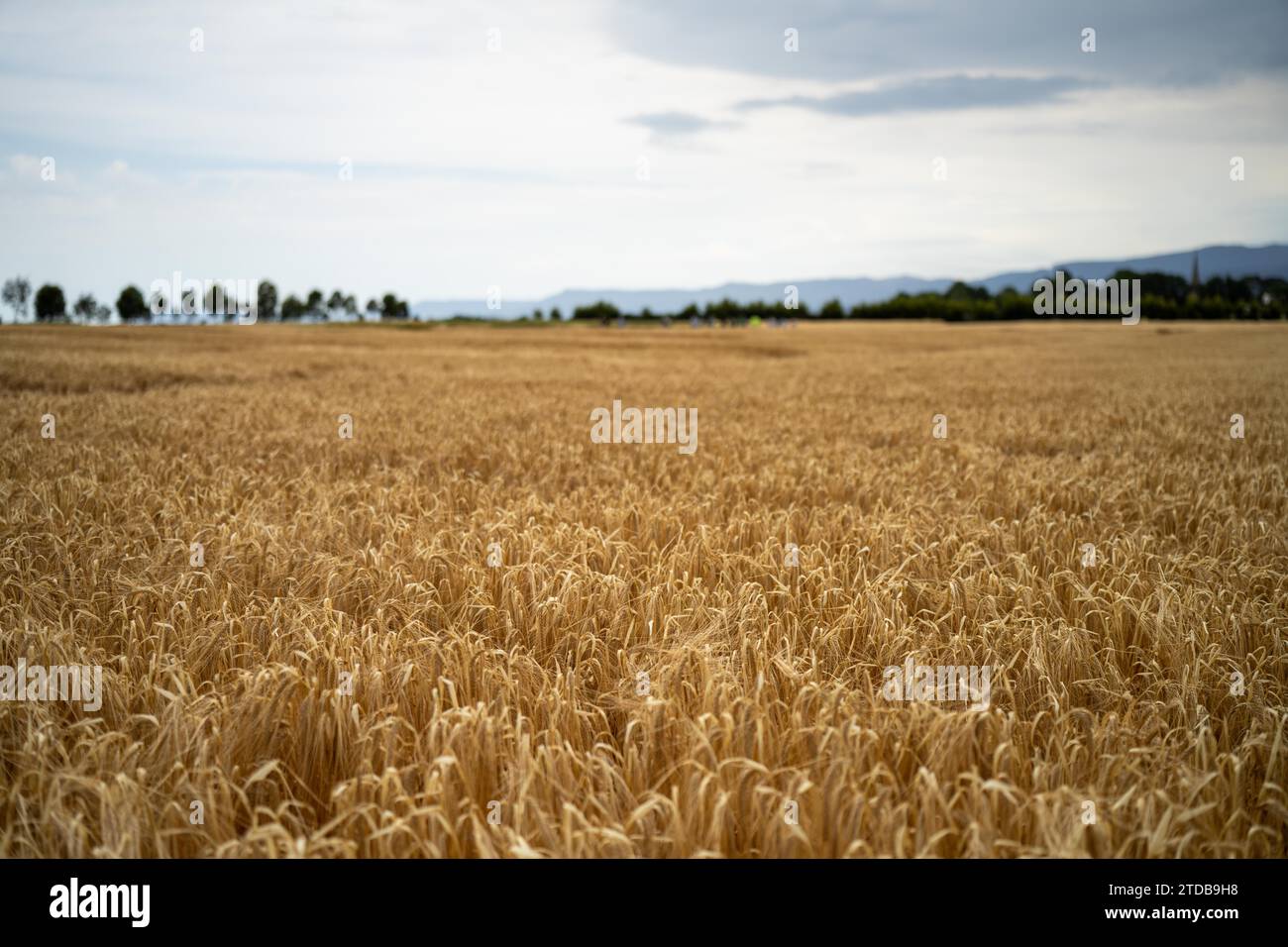 group of farmers in a field learning about wheat and barley crops from ...