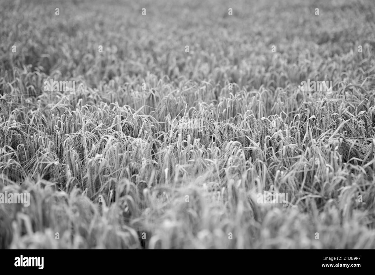 Cereal cropping Black and White Stock Photos & Images - Alamy