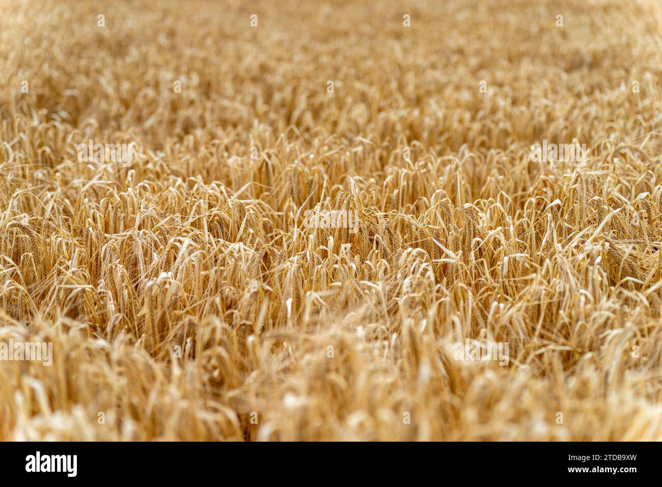 Crop rows of wheat and barley plants showing Agriculture growth and ...