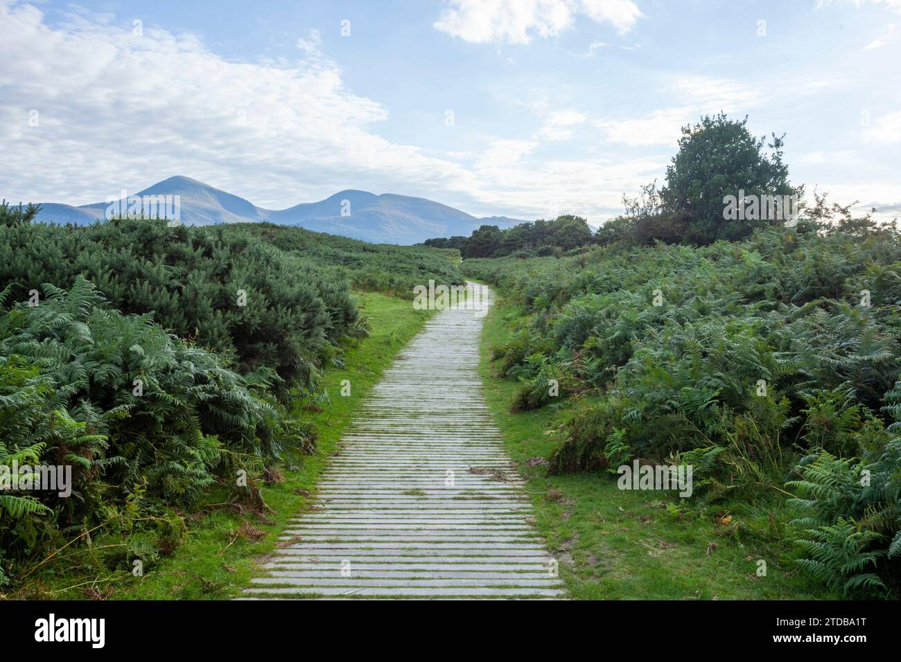The Mourne Mountains from Murlough National Nature Reserve. County Down ...