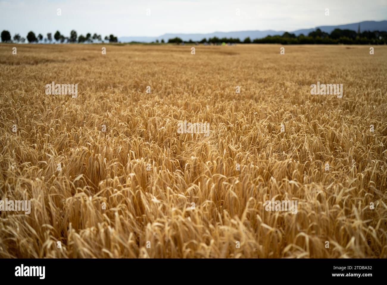 beautiful farming landscape of wheat fields and crops growing Stock ...