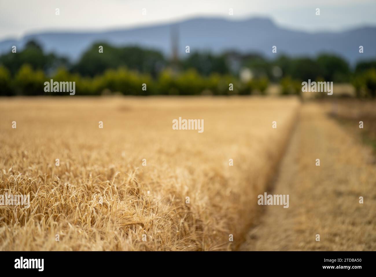 wheat grain crop in a field in a farm growing in rows. growing a crop ...