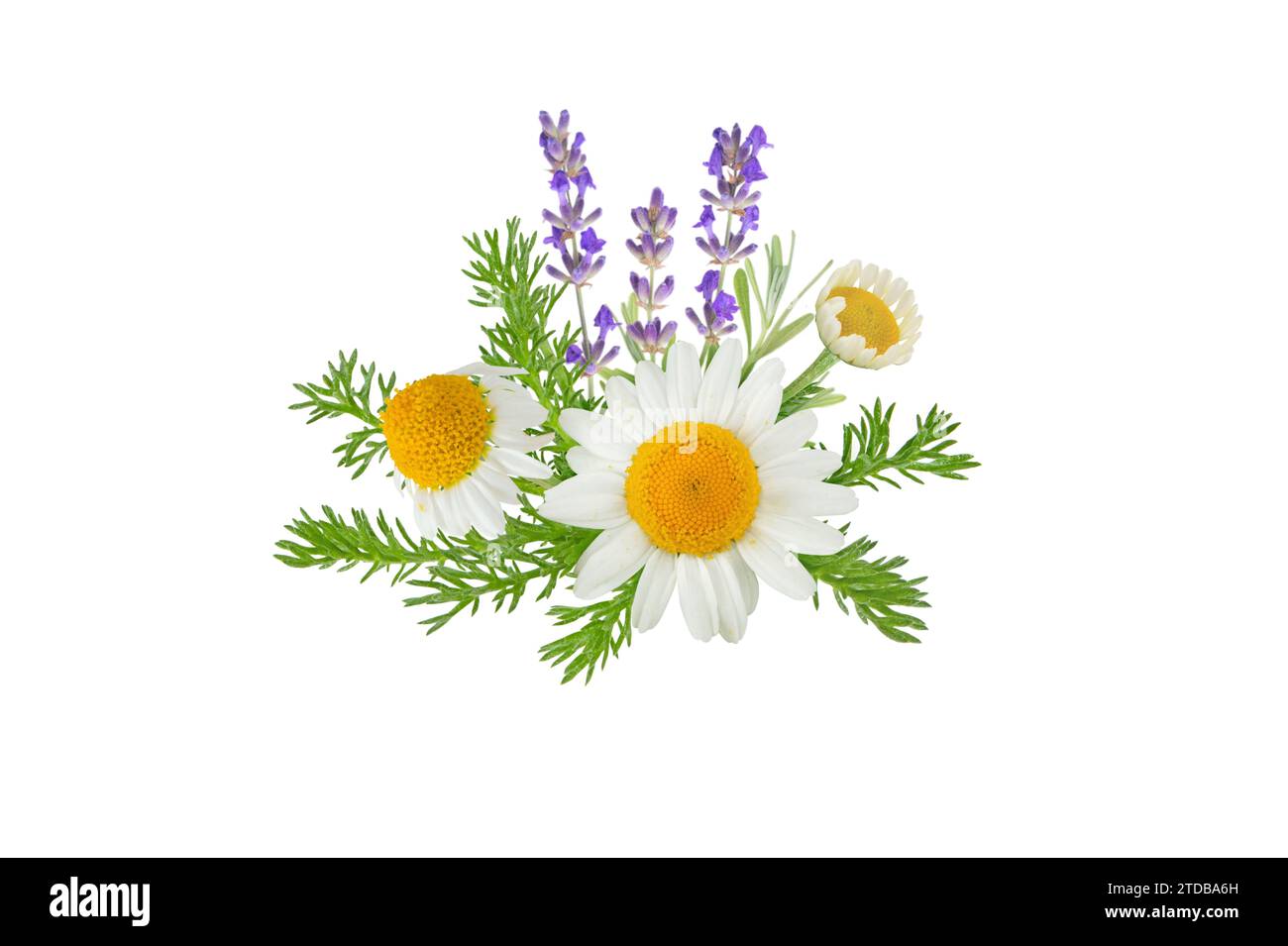 Chamomile and lavender flowers bunch isolated on white. White daisy in ...