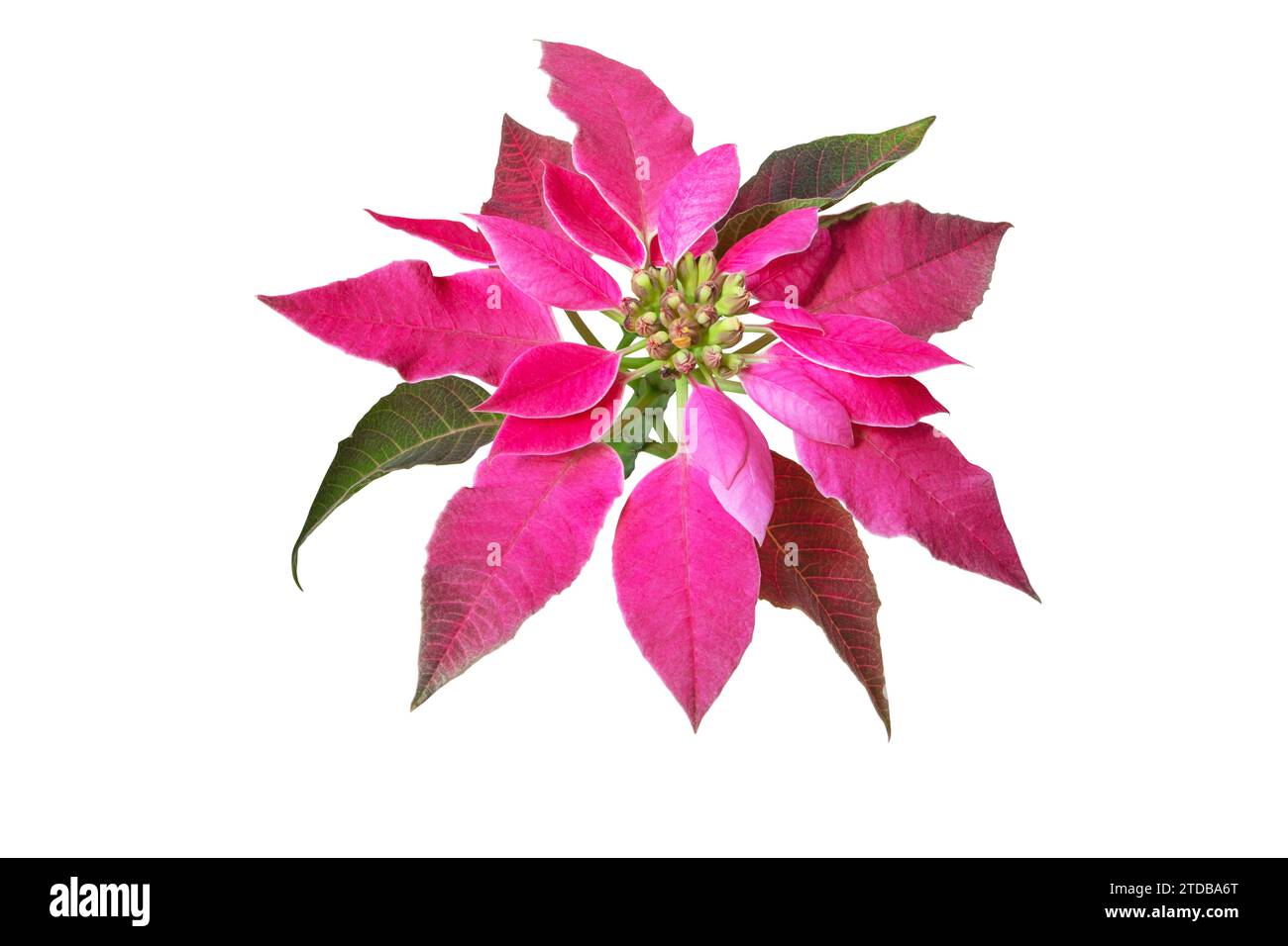 Poinsettia Christmas flower isolated on white. Flor de Pascua ...