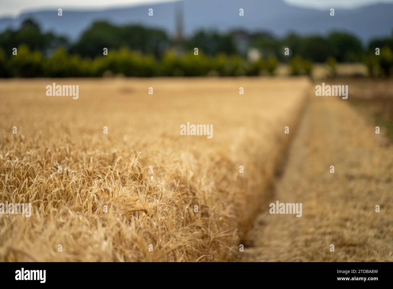 farming landscape of a wheat crop in australia in summer Stock Photo ...