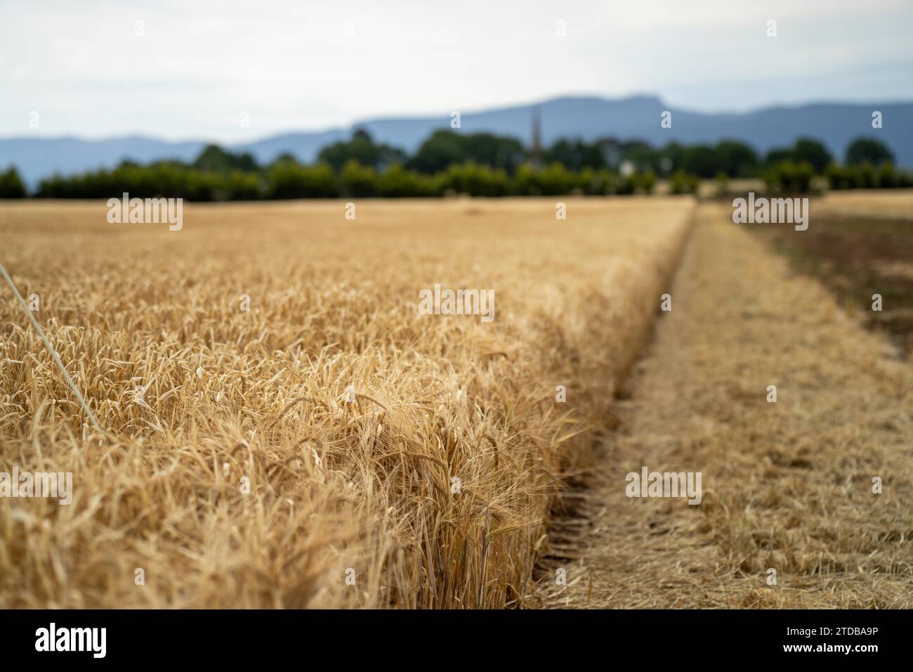 beautiful farming landscape of wheat fields and crops growing Stock ...