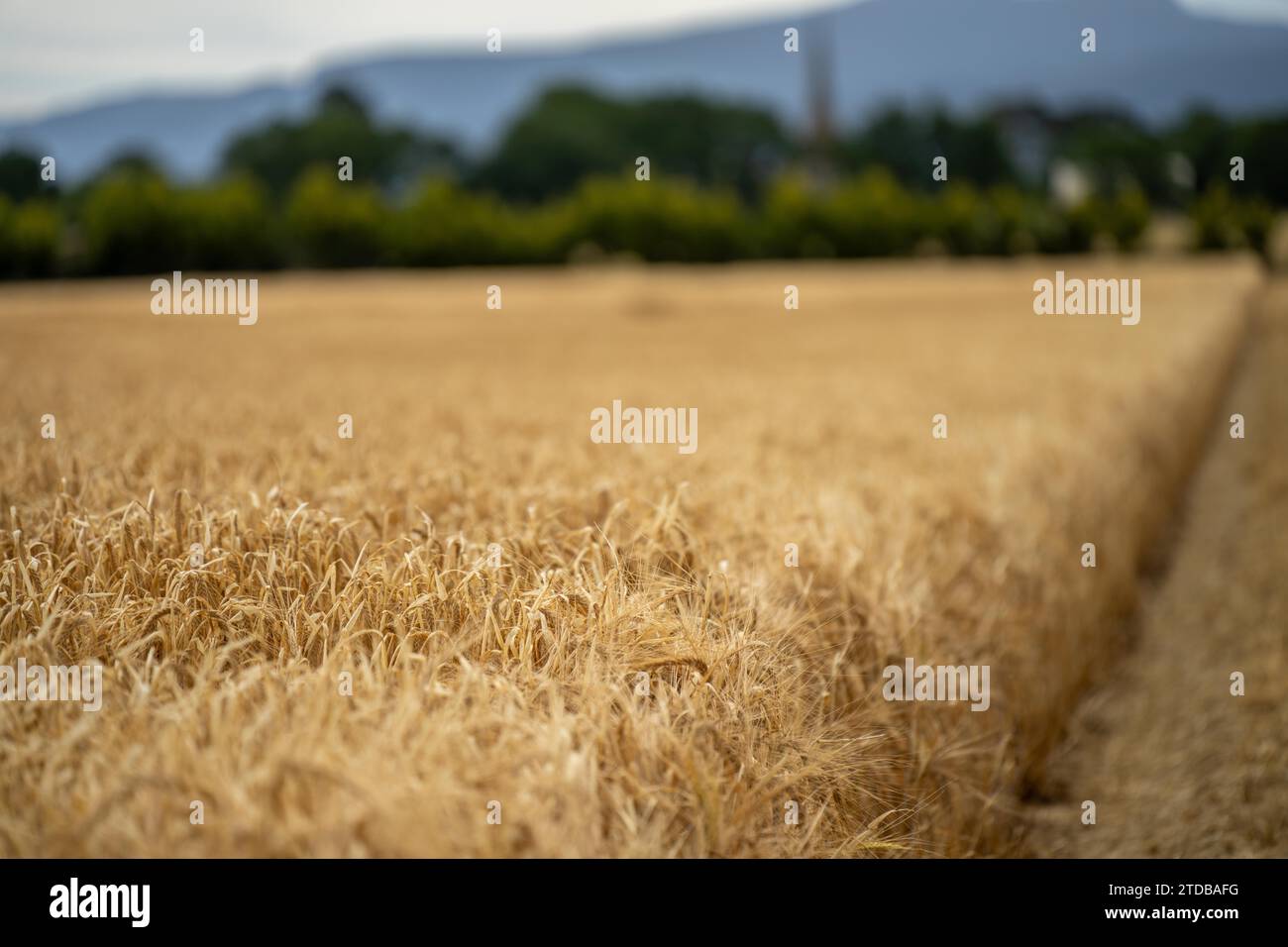beautiful farming landscape of wheat fields and crops growing Stock ...