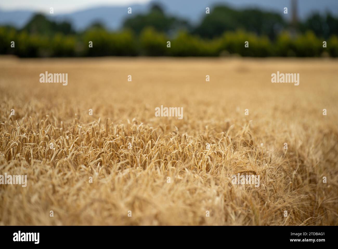 Australian wheat grains hi-res stock photography and images - Alamy
