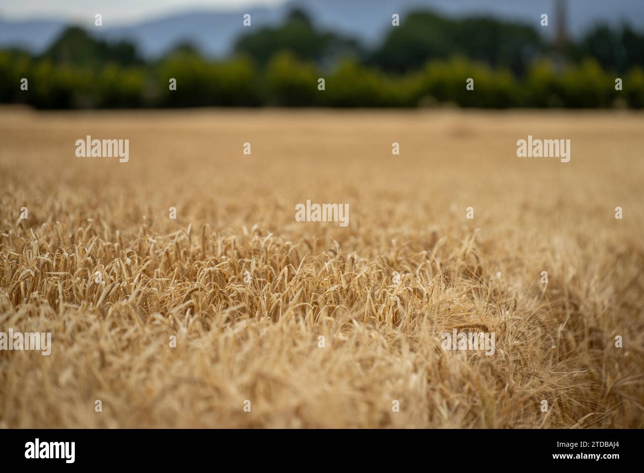 Crop rotation techniques hi-res stock photography and images - Alamy