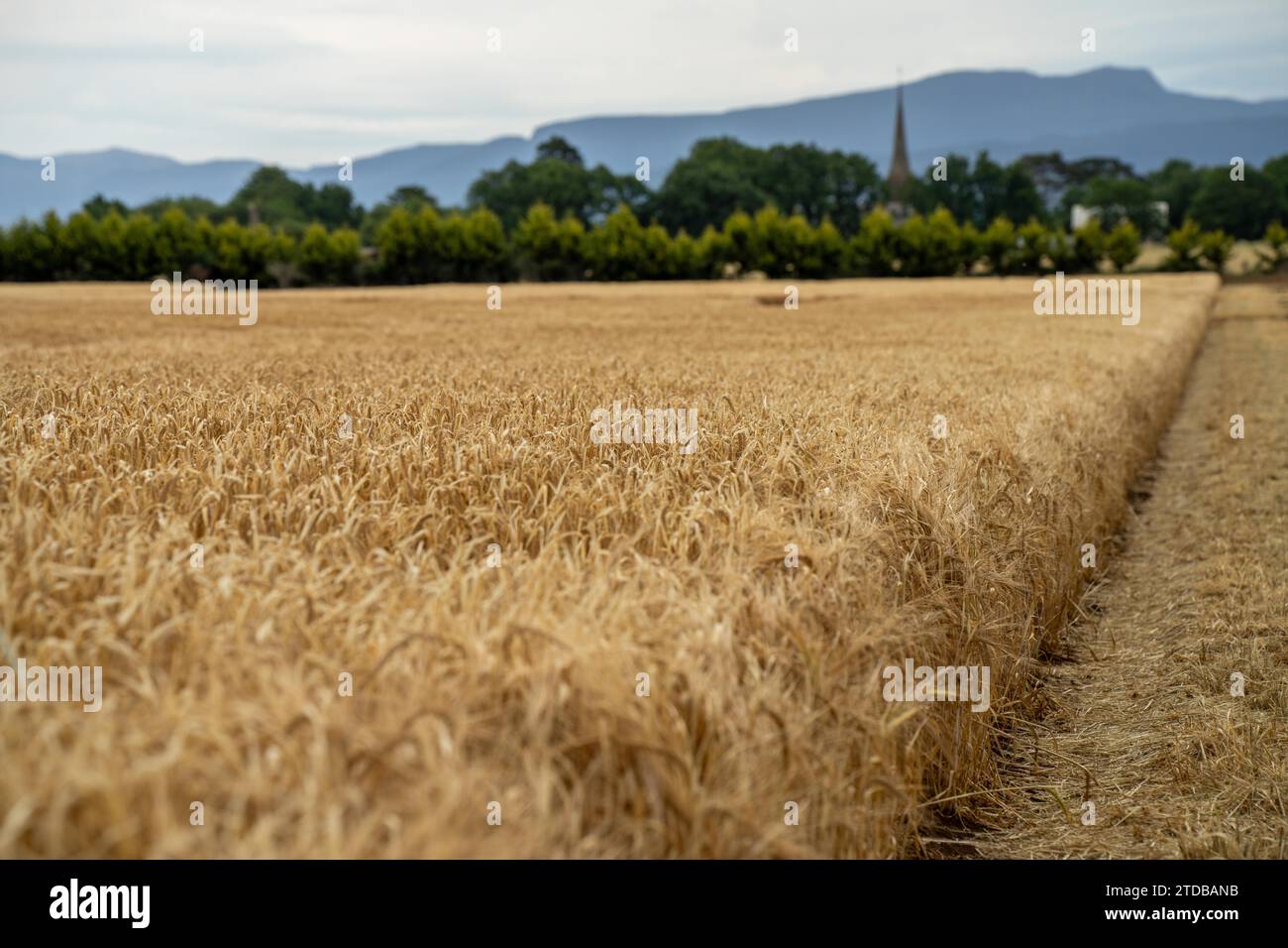 wheat grain crop in a field in a farm growing in rows. growing a crop ...