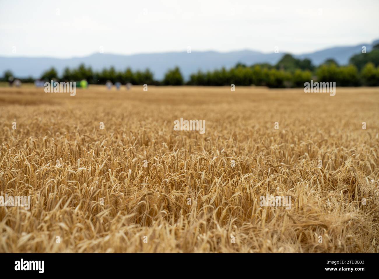 beautiful farming landscape of wheat fields and crops growing Stock ...