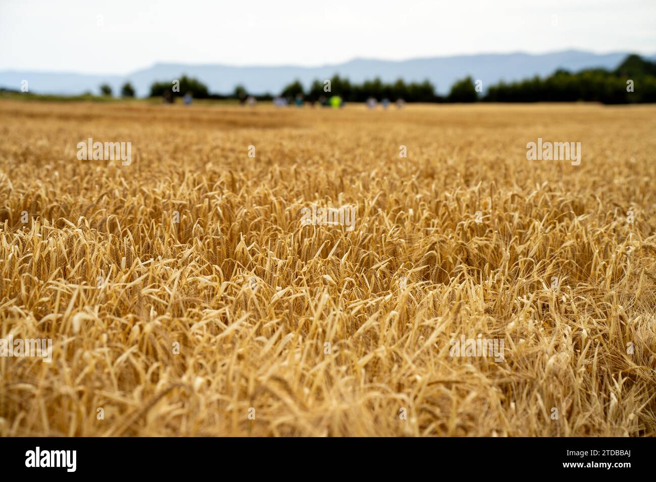 wheat grain crop in a field in a farm growing in rows. growing a crop ...