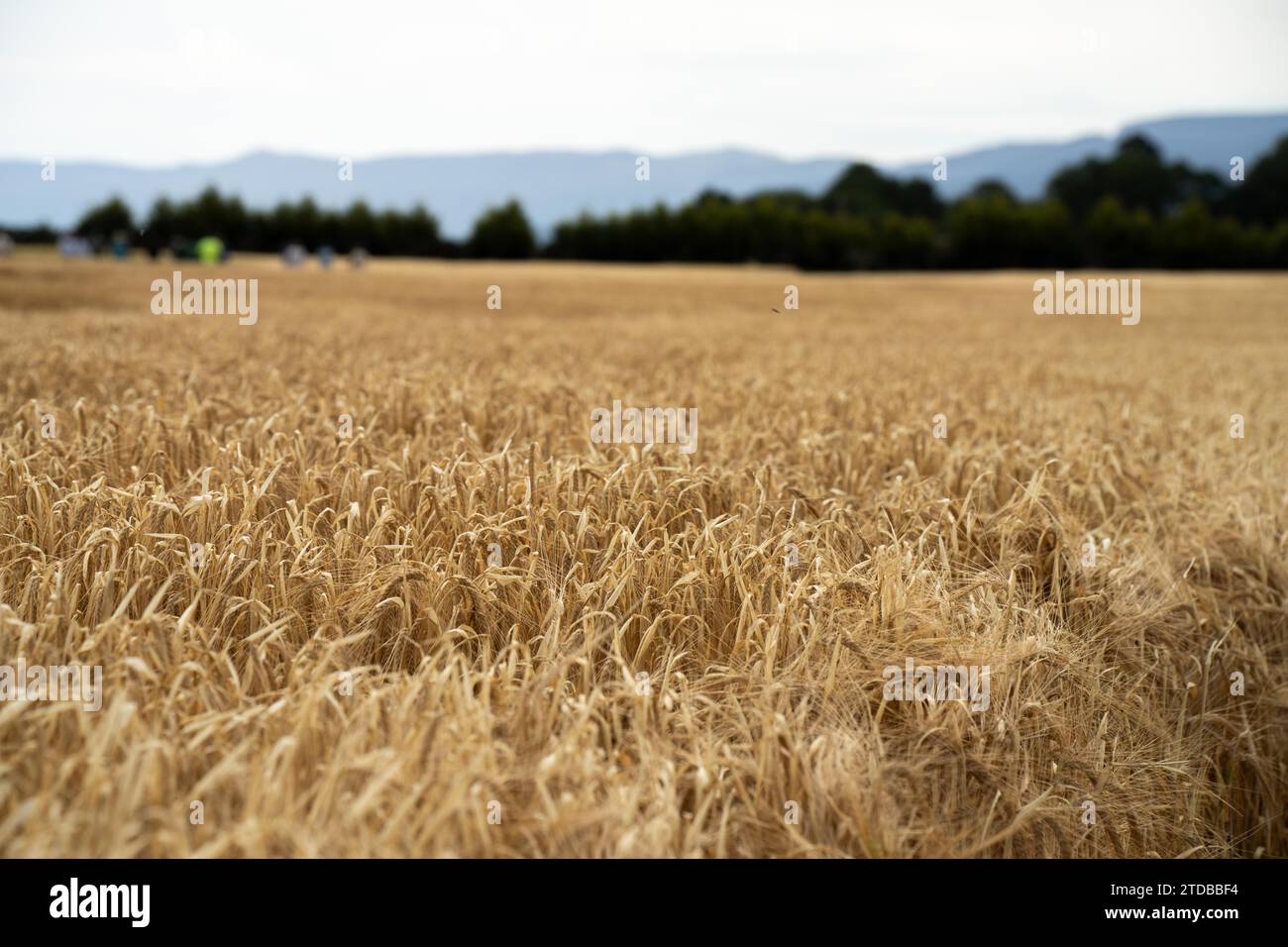 wheat grain crop in a field in a farm growing in rows. growing a crop ...