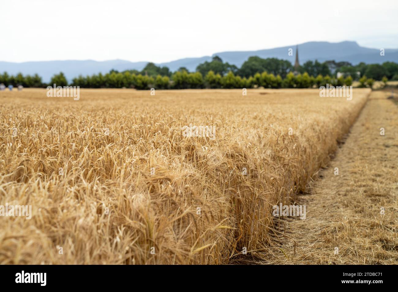 wheat grain crop in a field in a farm growing in rows. growing a crop ...