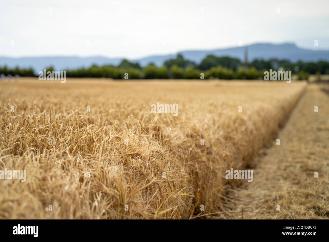 beautiful farming landscape of wheat fields and crops growing Stock ...