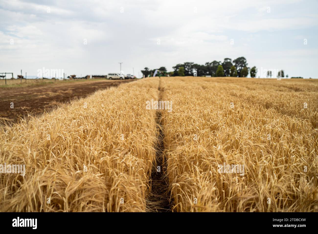 wheat grain crop in a field in a farm growing in rows. growing a crop ...