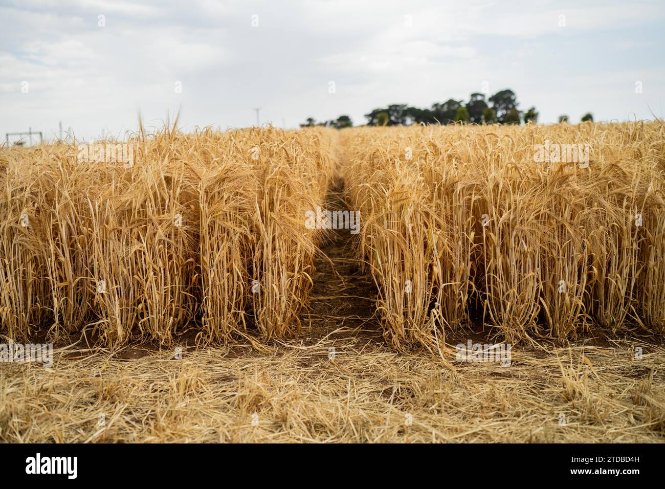wheat grain crop in a field in a farm growing in rows. growing a crop ...