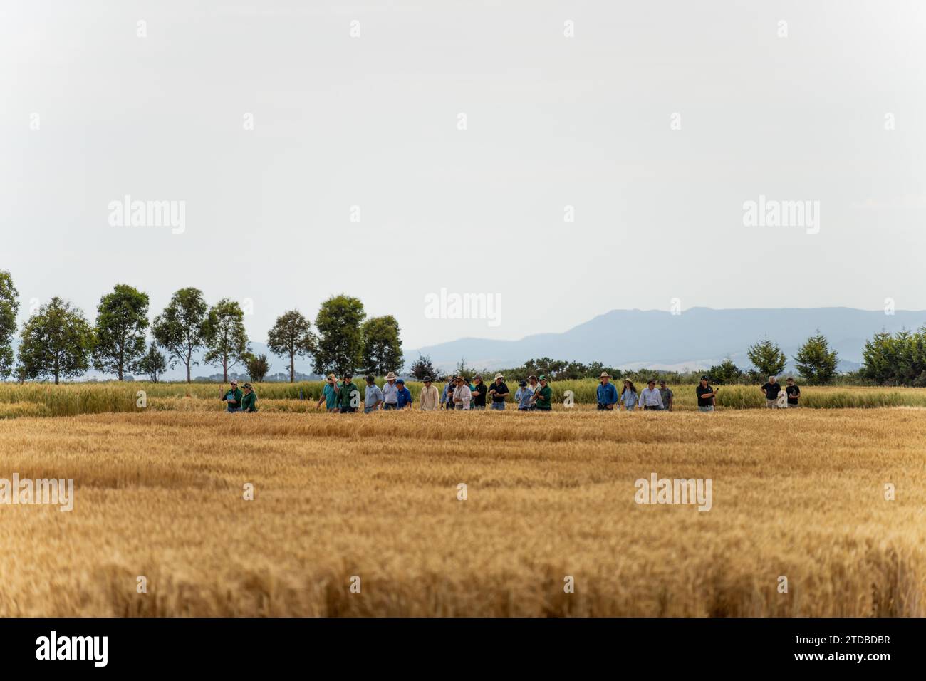 Farming group of farmers learning about crop health and farmers mental ...