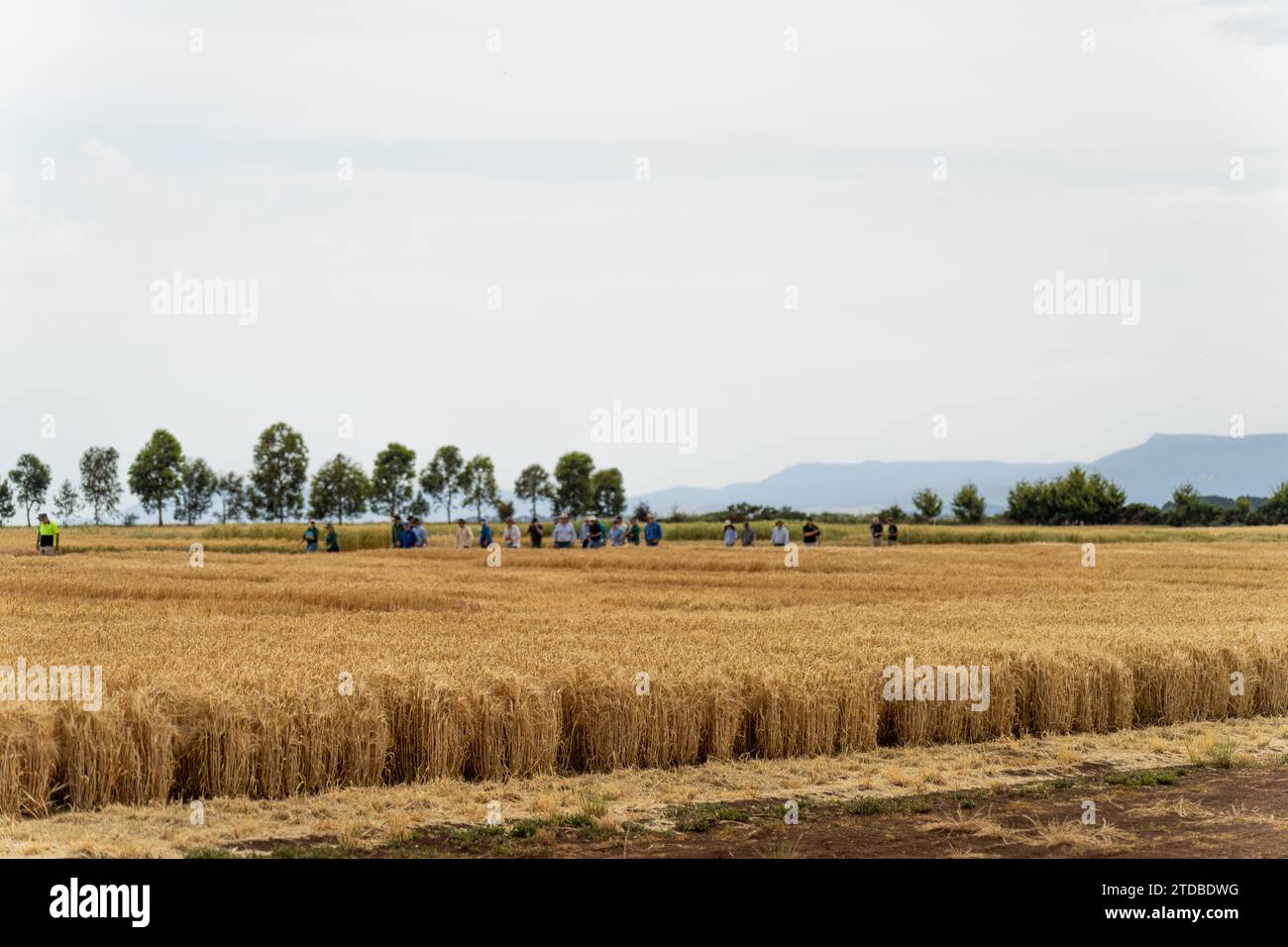 agricultural field day with a group of farmer growing wheat and barley ...