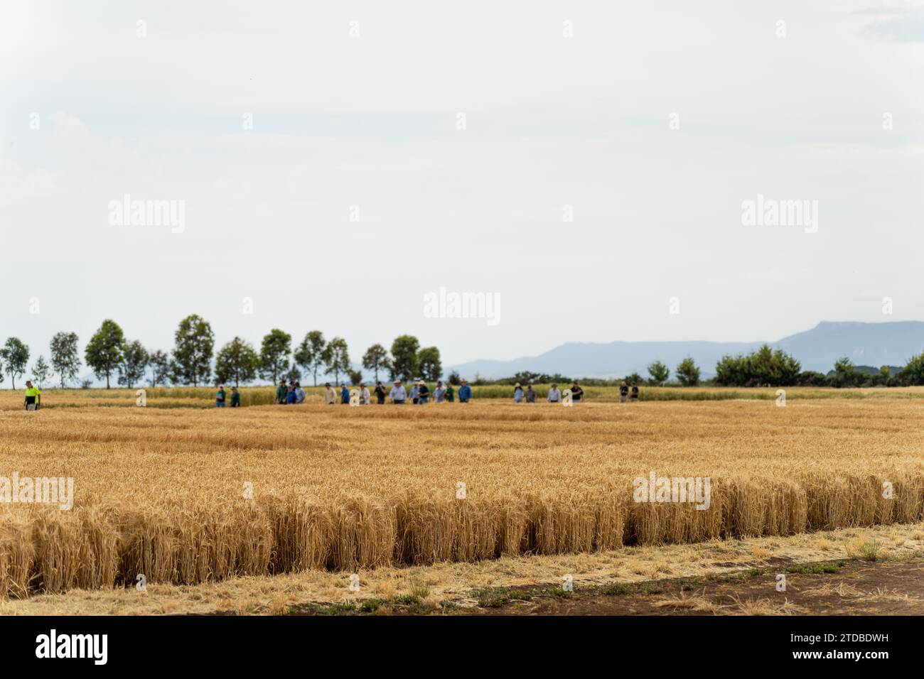 Farming group of farmers learning about crop health and farmers mental ...