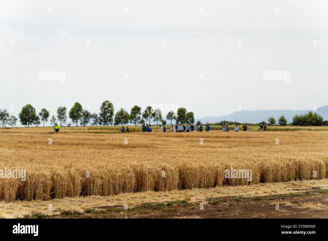 farmer in a cropping field. farming in a cropping field growing grain ...