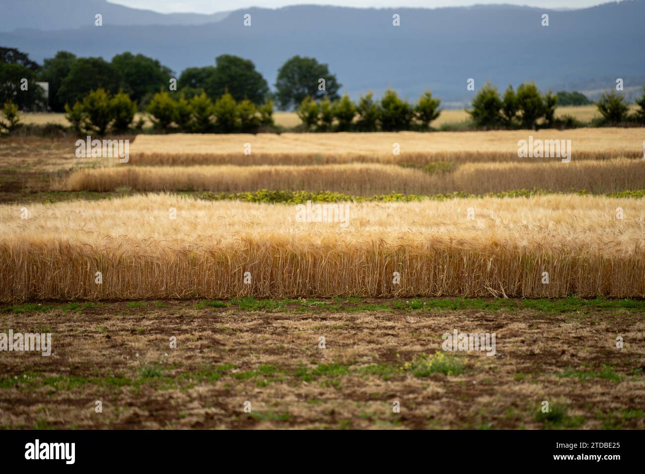 wheat grain crop in a field in a farm growing in rows. growing a crop ...