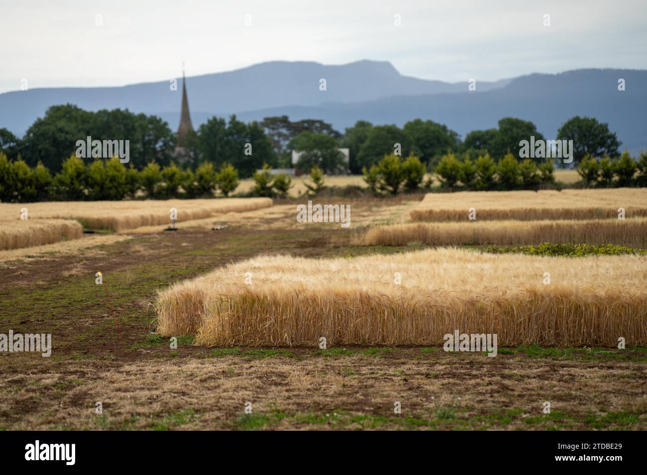 beautiful farming landscape of wheat fields and crops growing Stock ...