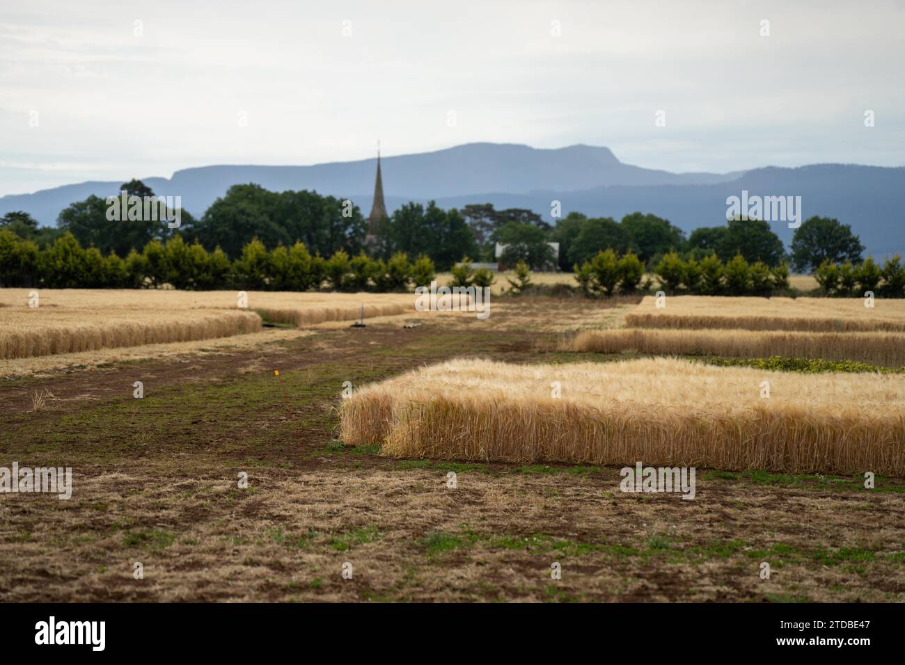austrlian farming landscape of a wheat grain crop in a field in a farm ...