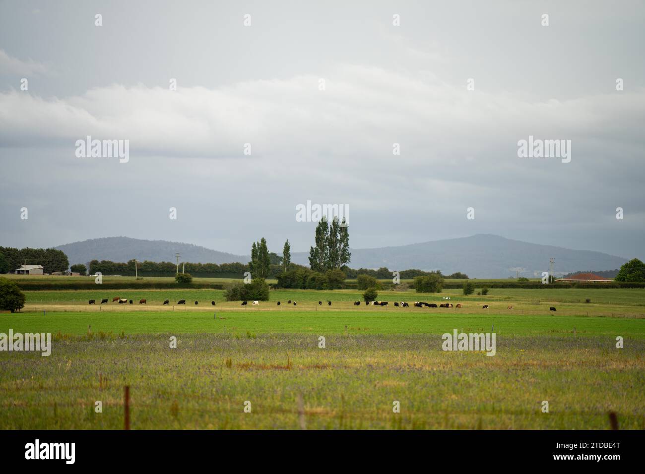 wheat grain crop in a field in a farm growing in rows. growing a crop ...