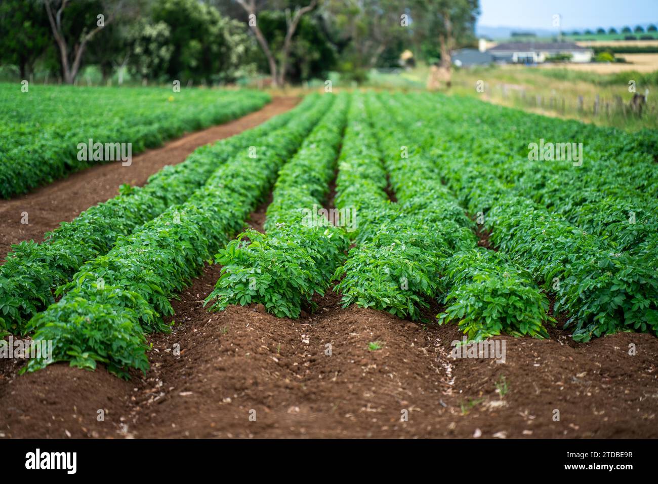 field of a potato crop growing green healthy plants on an agricultural ...