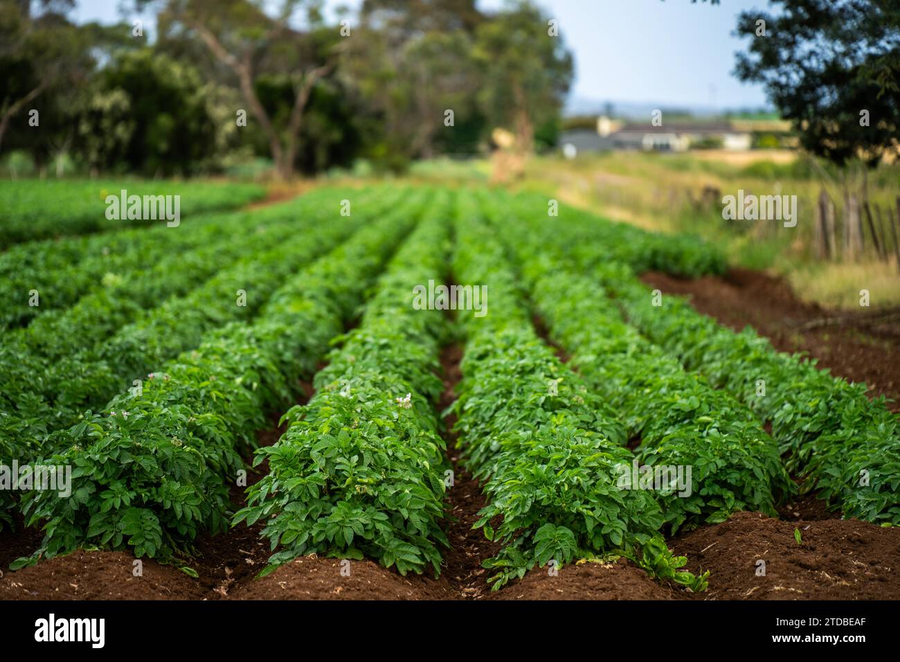 field of a potato crop growing green healthy plants on an agricultural ...