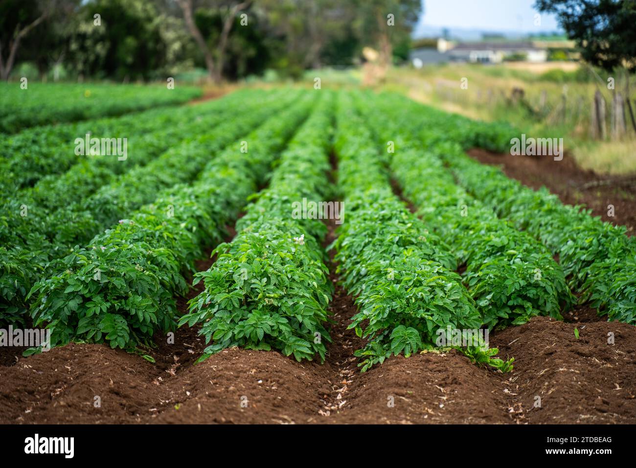field of a potato crop growing green healthy plants on an agricultural ...