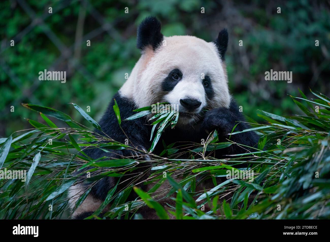 CHONGQING, CHINA - DECEMBER 17, 2023 - A giant panda eats bamboo in the ...