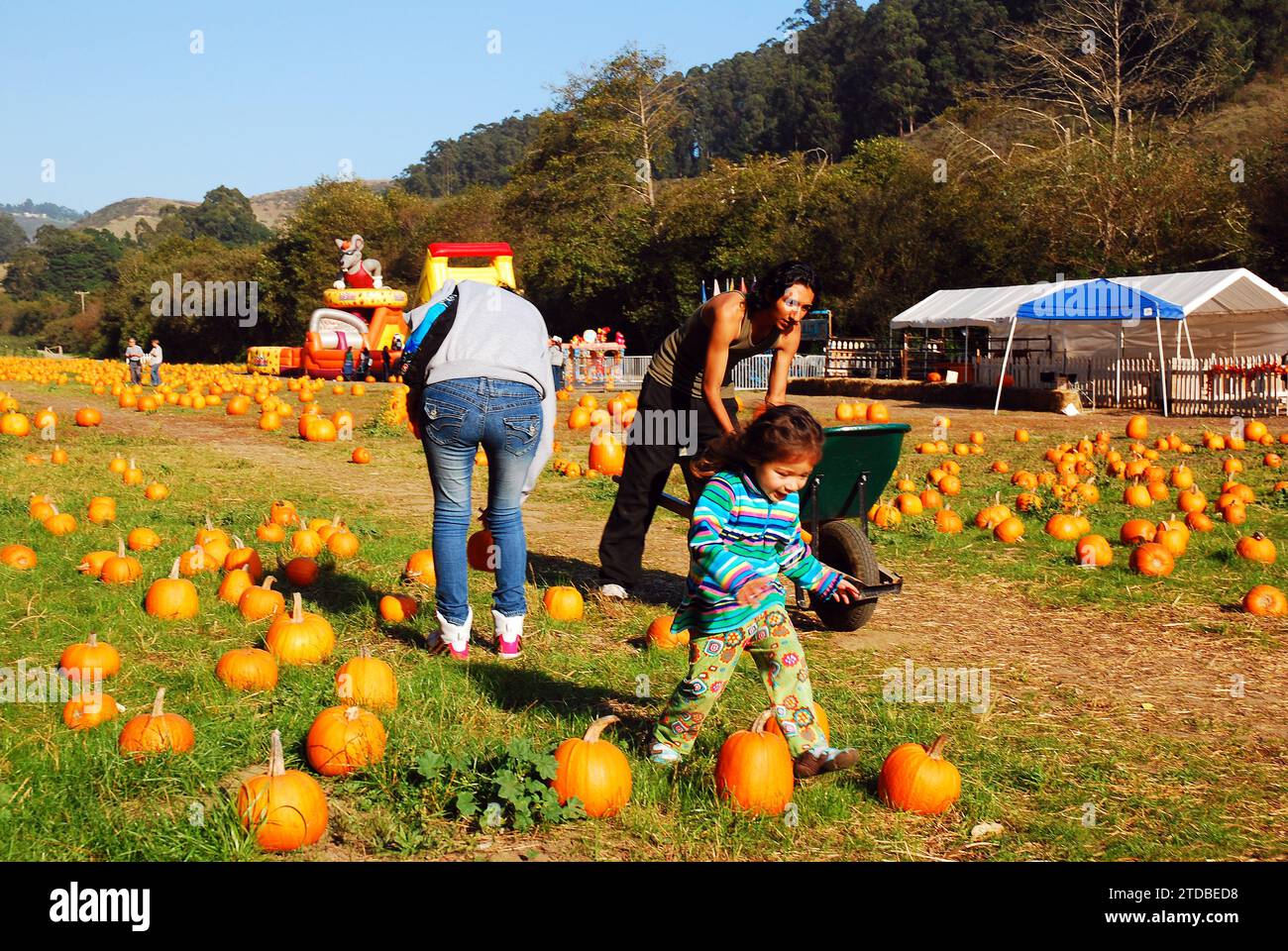 A family enjoys a sunny day at a pumpkin patch Stock Photo - Alamy