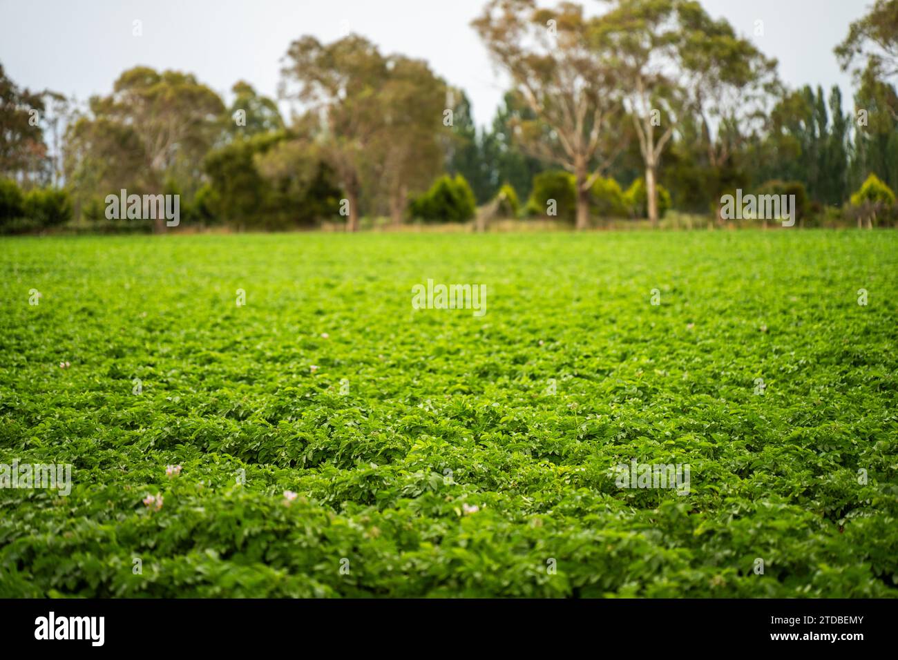 field of a potato crop growing green healthy plants on an agricultural ...